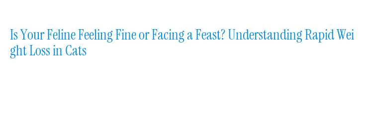 Is Your Feline Feeling Fine or Facing a Feast? Understanding Rapid ...